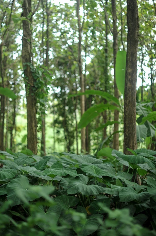 Update PKH Mei 2026 Jawa Tengah: Warga Sragen Mulai Terima Saldo KKS ...
